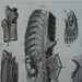 NERVOUS SYSTEM Antique Anatomy Print 1849 Original Old Anatomical ...