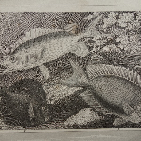 Flying Fish Print - Etsy
