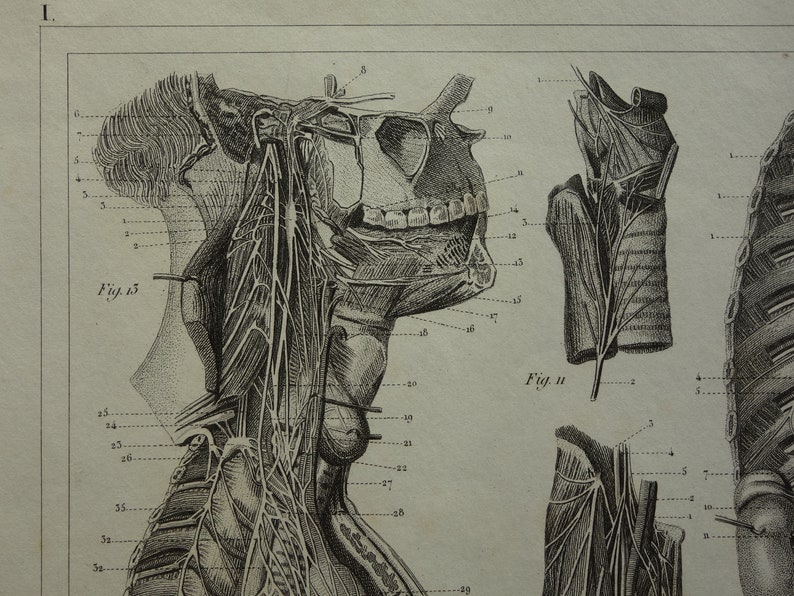 NERVOUS SYSTEM Antique Anatomy Print 1849 Original Old - Etsy