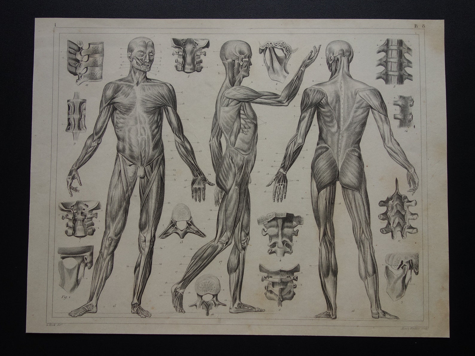 1849 Antique ANATOMY Print Original Old Anatomical Poster - Etsy