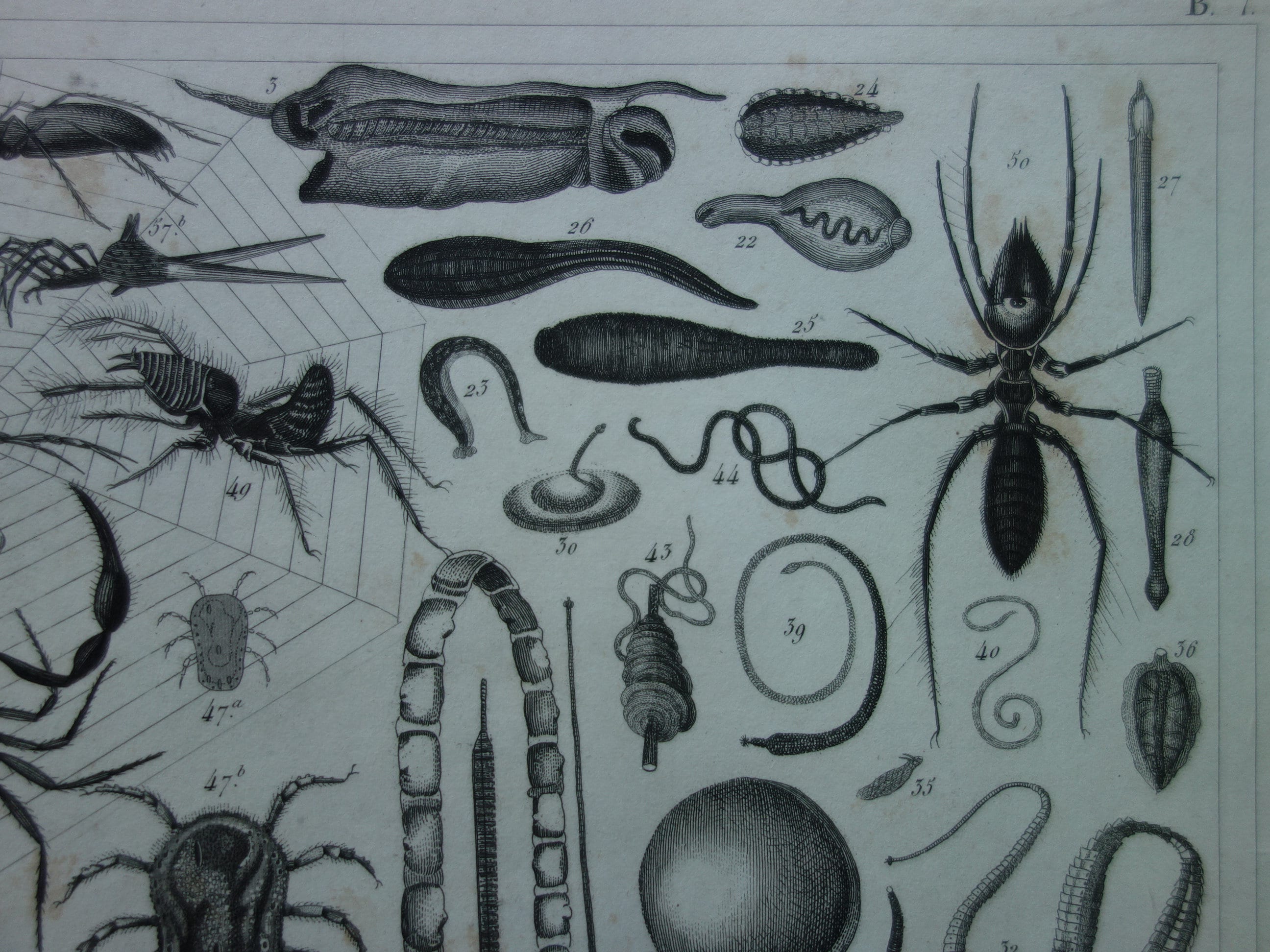 170 Years Old Insect Print of Spiders Flies Worms Antique - Etsy