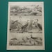 Old Bird Print of Stork Flamingo 1849 Antique Birds Prints Vintage ...