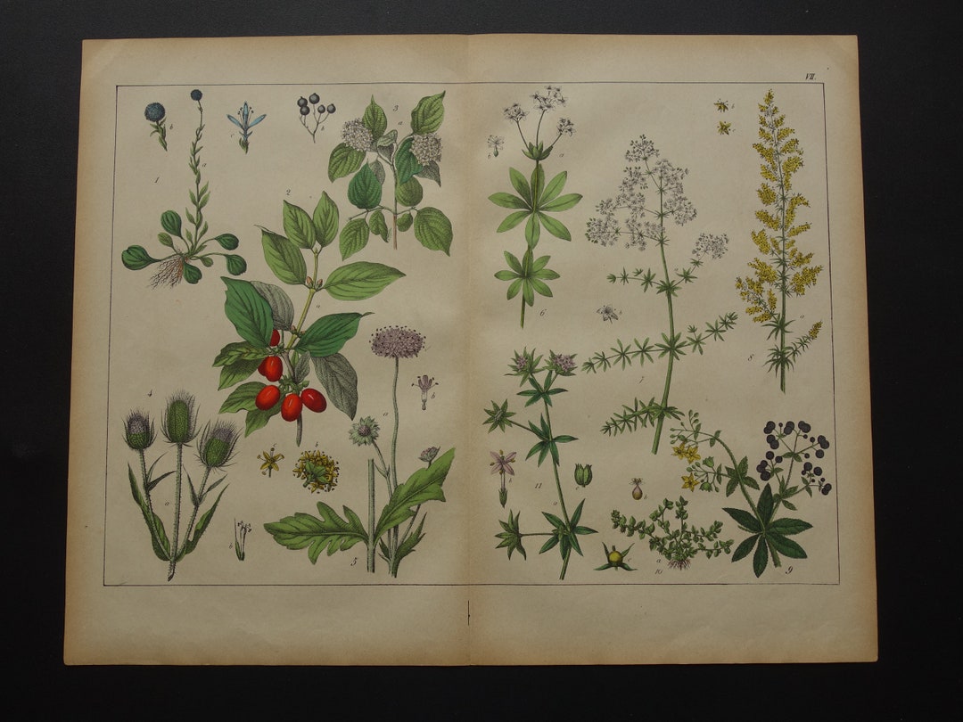 1879 Old Botanical Print LARGE Antique Floral Illustration of Wild ...