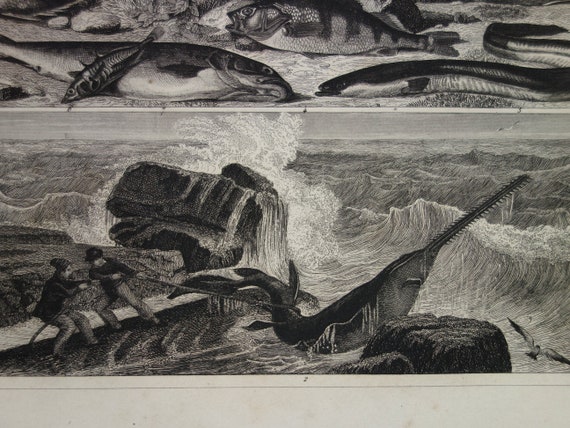 1849 Old Fish Print SAWFISH Original Antique Small Poster Pike | Etsy