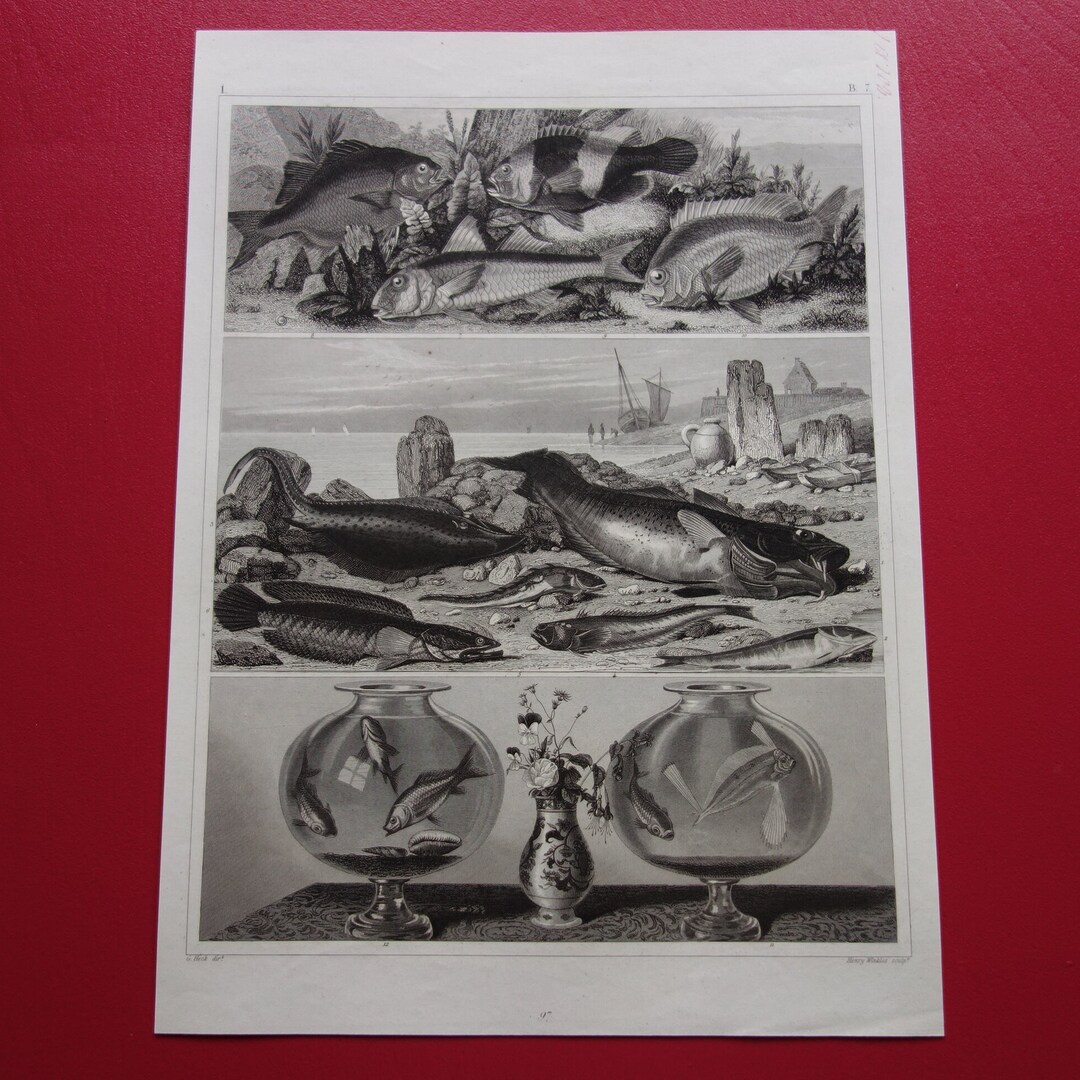 1849 Old Fish Print Goldfish Original Antique Small Poster Codfish ...