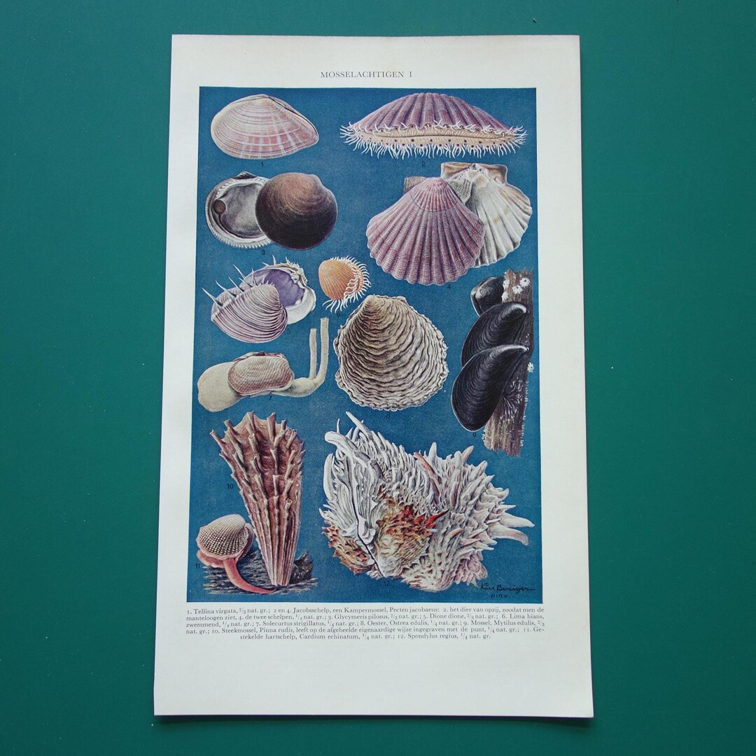 MUSSEL Old Pictures of Mussels 1937 Original Vintage Print Mussel-like ...