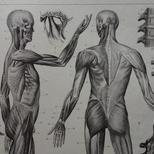 1849 Antique ANATOMY Print Original Old Anatomical Illustration Vintage ...