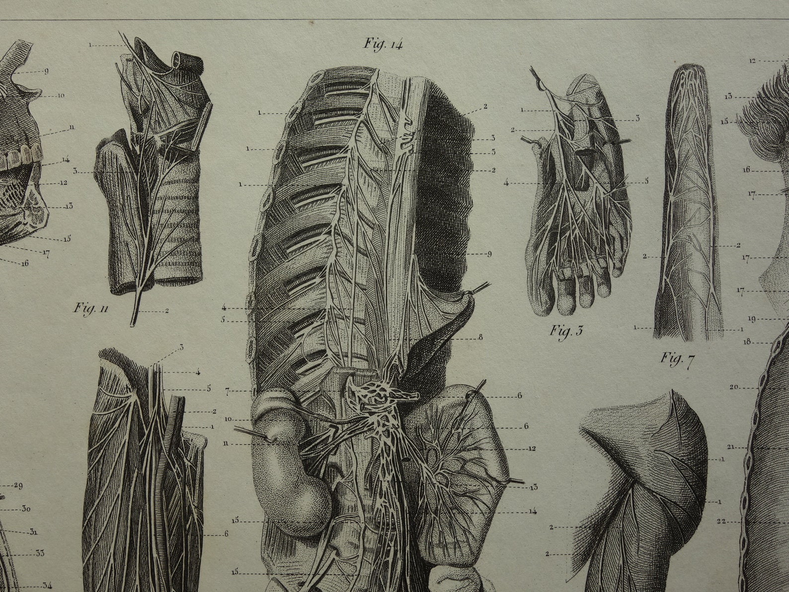 NERVOUS SYSTEM Antique Anatomy Print 1849 Original Old - Etsy
