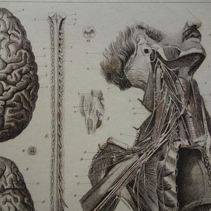 BRAIN Old Print 1849 Antique Anatomy Poster Vintage Pictures of Nervous ...