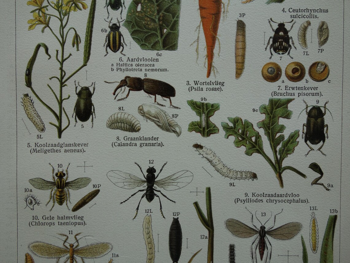 INSECTS Old Print 1928 Original Vintage Illustration of Insect Harmful ...