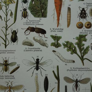 INSECTS Old Print 1928 Original Vintage Illustration of Insect Harmful ...