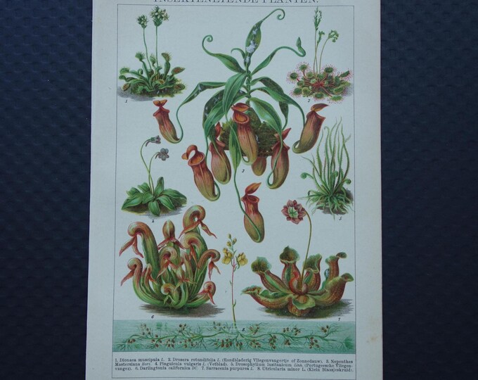 Old Botanical Print of Carnivorous Plants 1908 Vintage Illustration ...