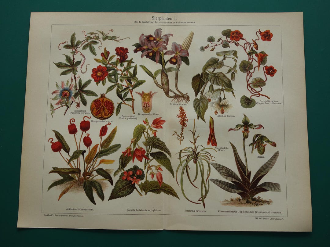 Old Botanical Print With Flower Pictures Passionflower 1930 Vintage ...