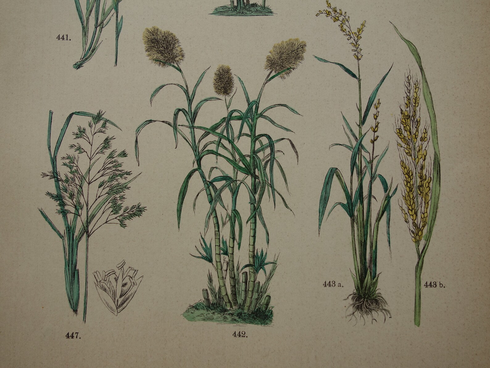 GRASSES Old Botanical Print of Grass Species 1884 Original Antique ...