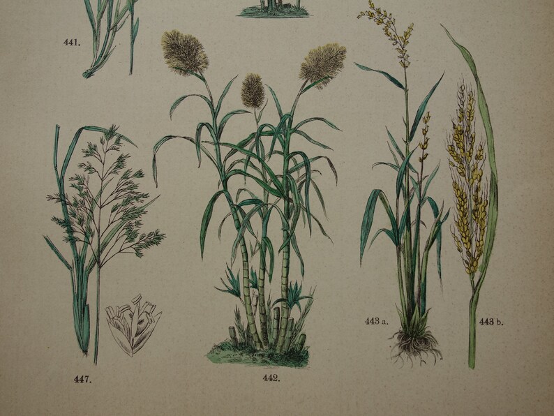 GRASSES Old Botanical Print of Grass Species 1884 Original Antique ...