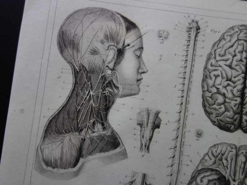 BRAIN old print 1849 antique anatomy poster vintage pictures | Etsy
