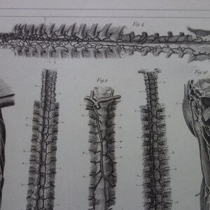 SPINE Antique Anatomy Print - 1849 Original Old Anatomical Poster With ...