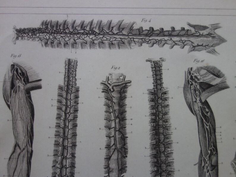 SPINE Antique Anatomy Print 1849 Original Old Anatomical - Etsy