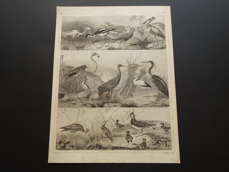 Old Bird Print of Stork Flamingo 1849 Antique Birds Prints - Etsy