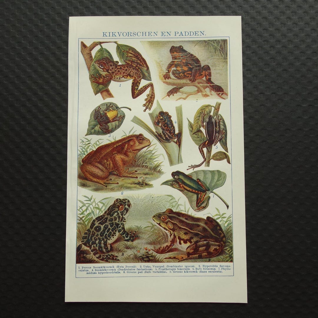 FROG TOAD Print 1918 Old Frogs and Toads Illustration Antique Pictures ...