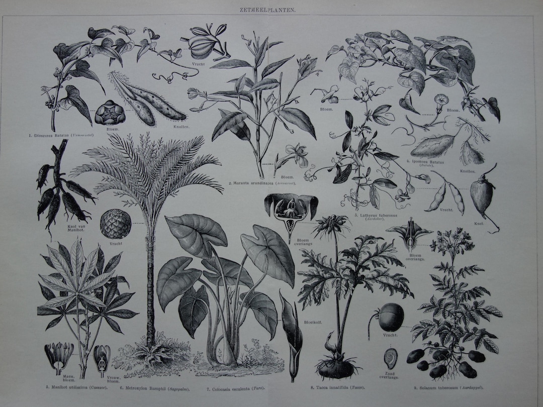 STARCH Old Botanical Print of Plants With Farina 1939 Original Vintage ...