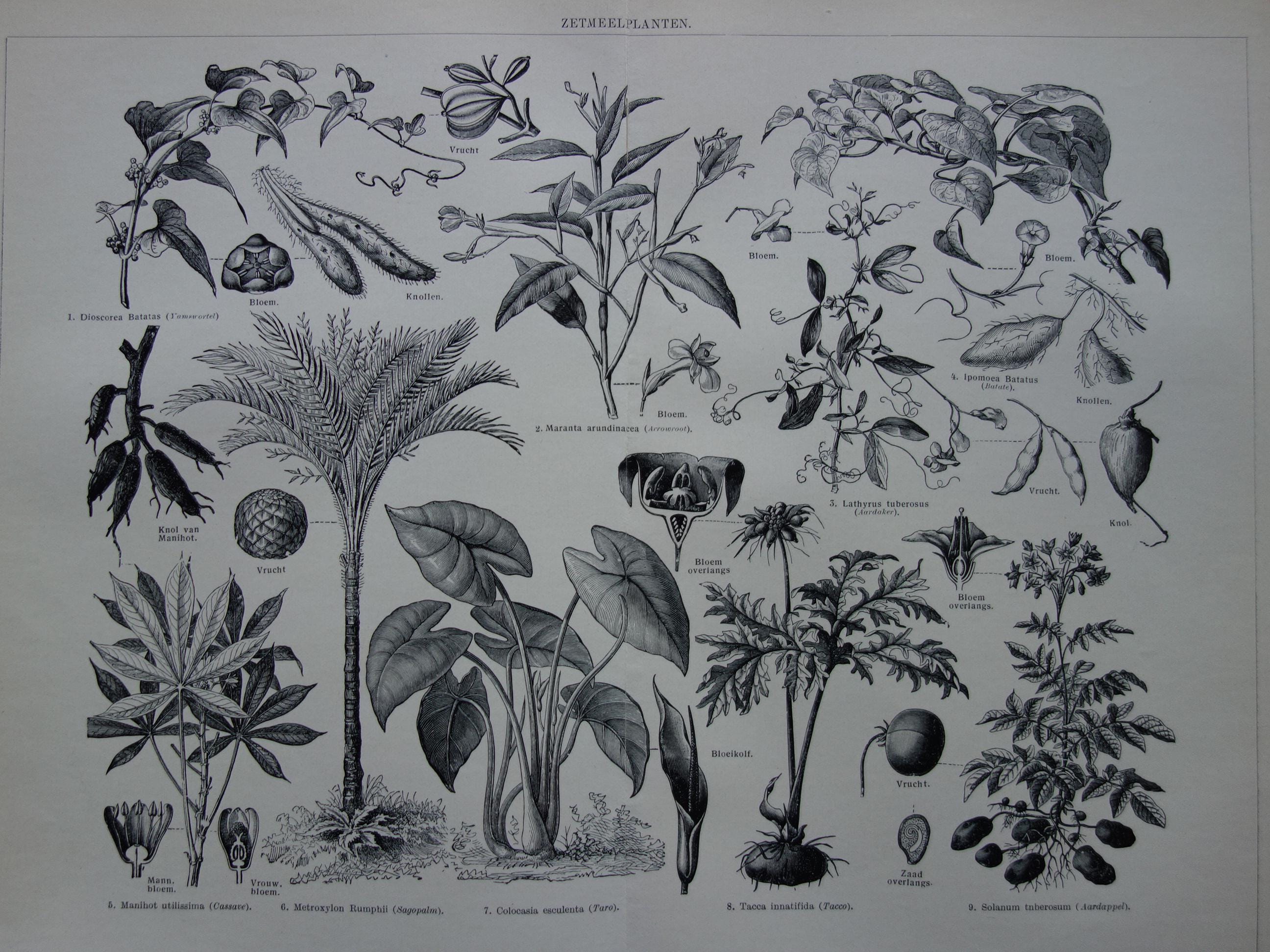 STARCH Old Botanical Print of Plants With Farina 1939 Original Vintage ...