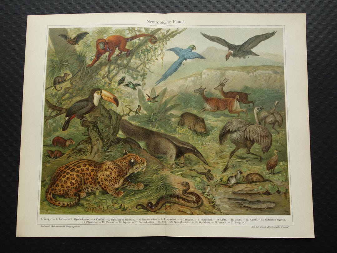 NEOTROPICAL ANIMALS Old Fauna Print 1929 Vintage Dutch Prints Neotropic ...