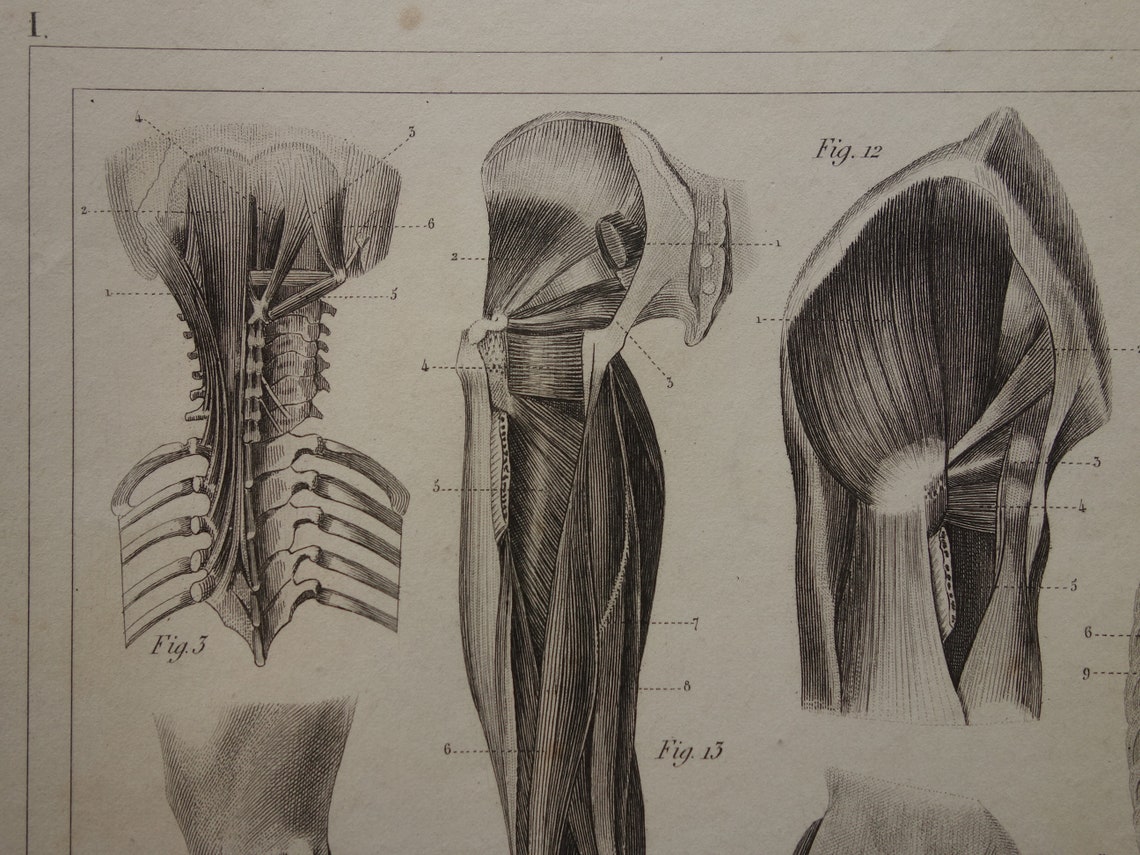 Antique Anatomy Print 170 Years Old Anatomical Poster With - Etsy