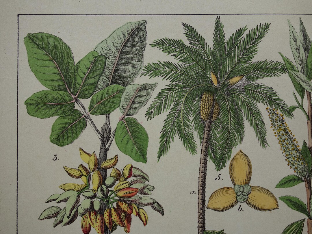 Old Botany Print LARGE 1874 Antique Botanical Print of Pistachio ...