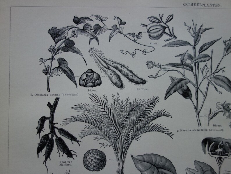 STARCH Old Botanical Print of Plants With Farina 1939 Original Vintage ...
