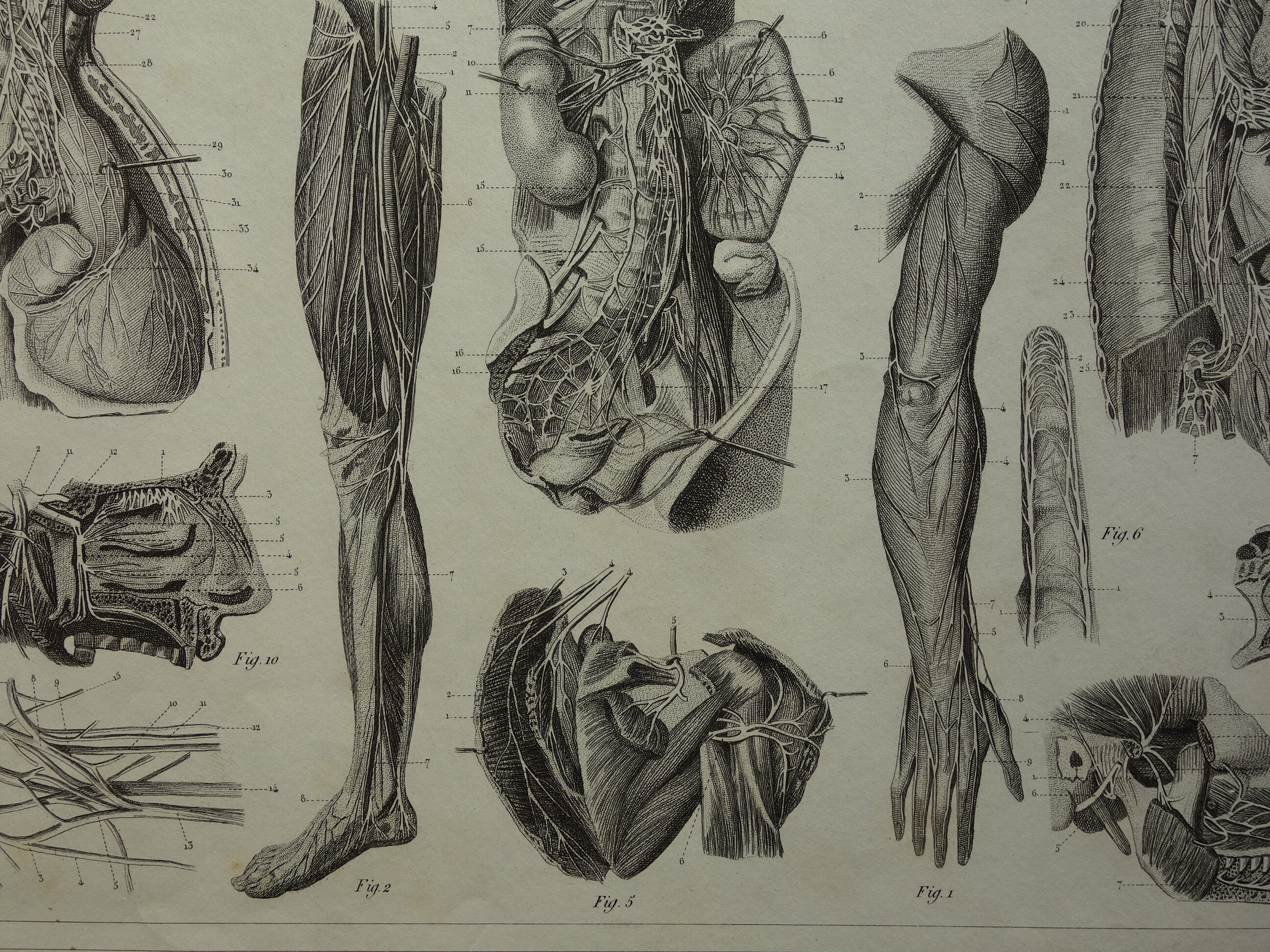 NERVOUS SYSTEM Antique Anatomy Print 1849 Original Old - Etsy