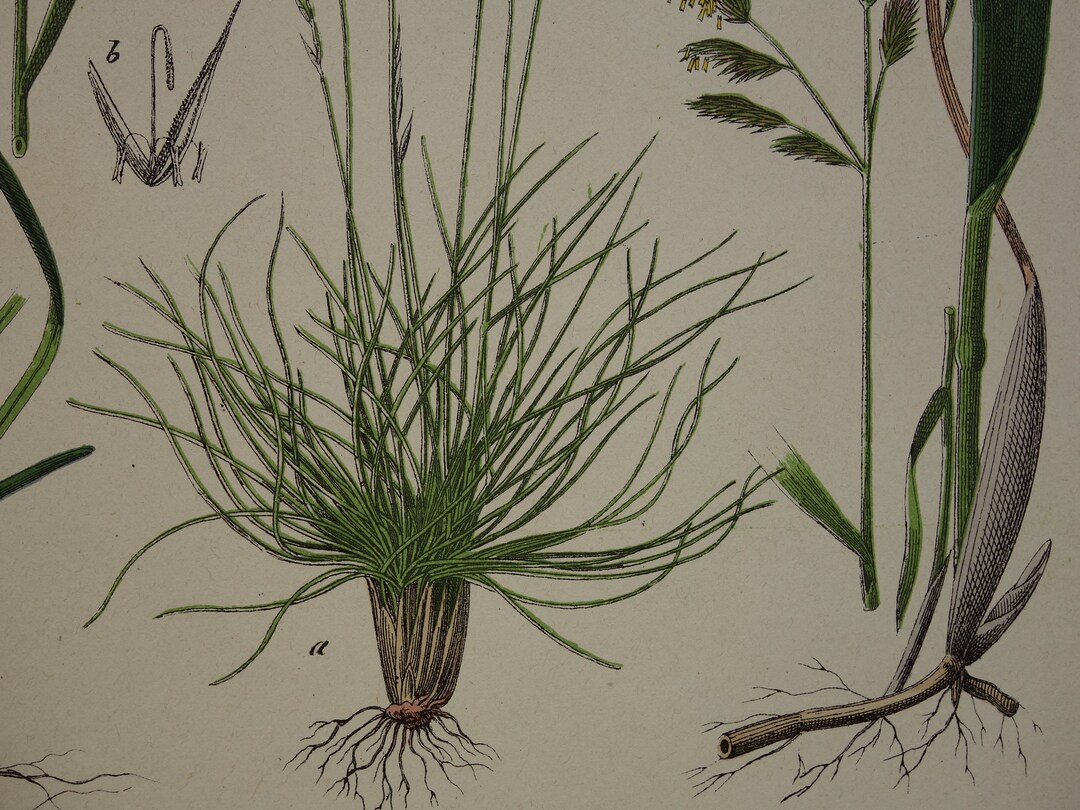 1874 Old Botanical Print LARGE Antique Floral Illustration Grasses ...