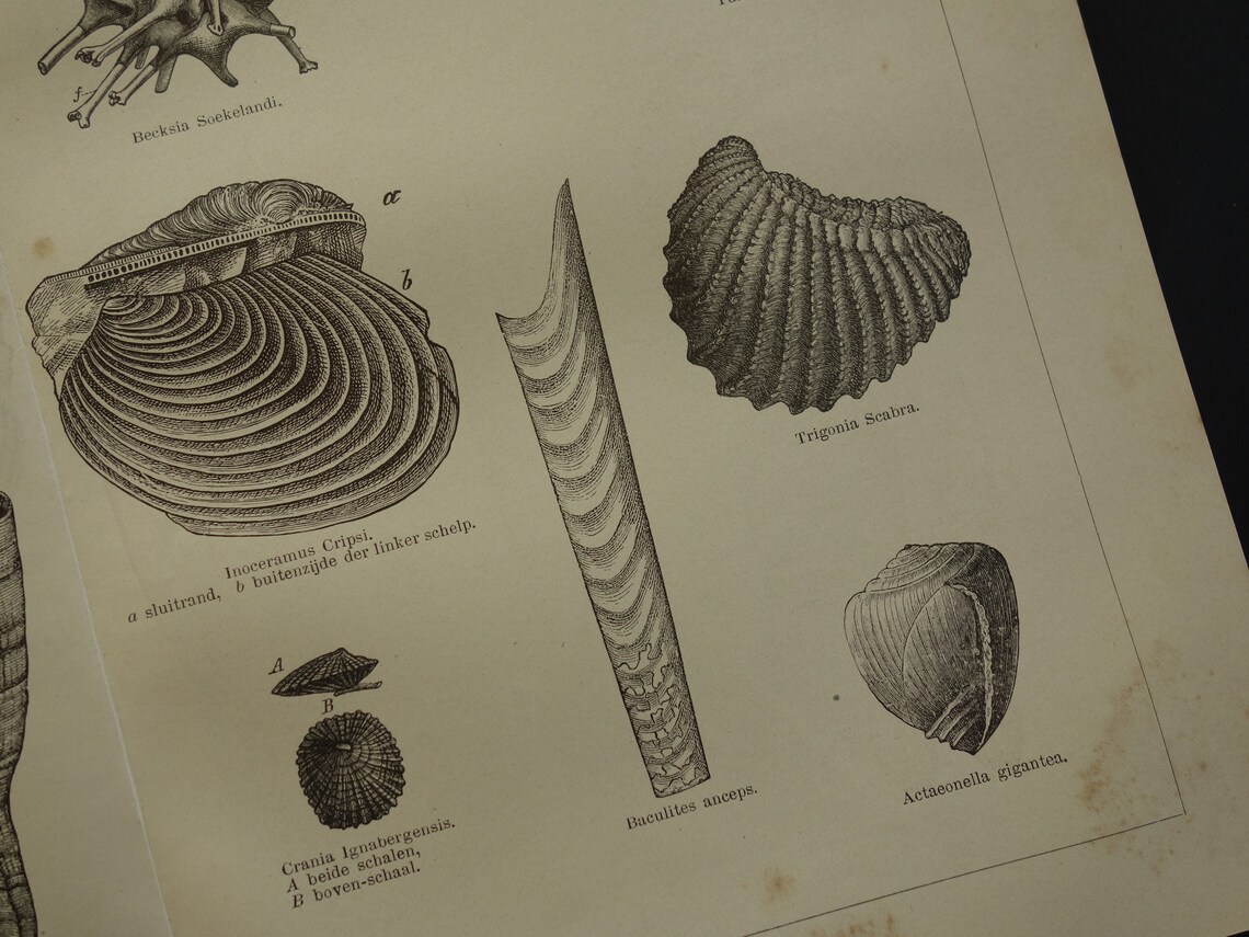 Vintage FOSSIL Print Original 1909 Old Pictures of Fossils - Etsy
