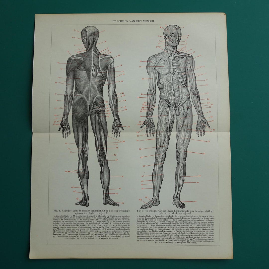 MUSCLES Old Anatomy Print 1938 Original Vintage Illustration of Human ...
