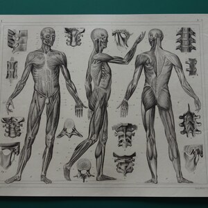 1849 Antique ANATOMY Print Original Old Anatomical Illustration Vintage ...