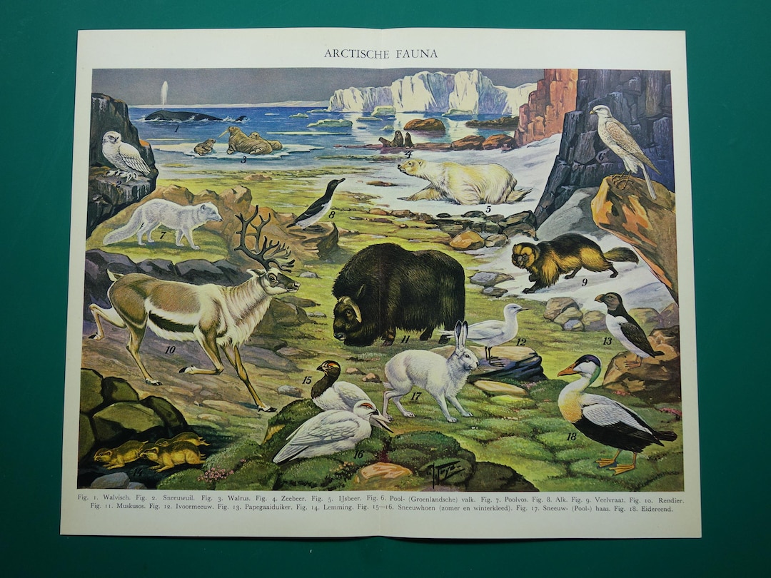 ARCTIC ANIMALS Old Fauna Print 1932 Vintage Dutch Prints - Etsy