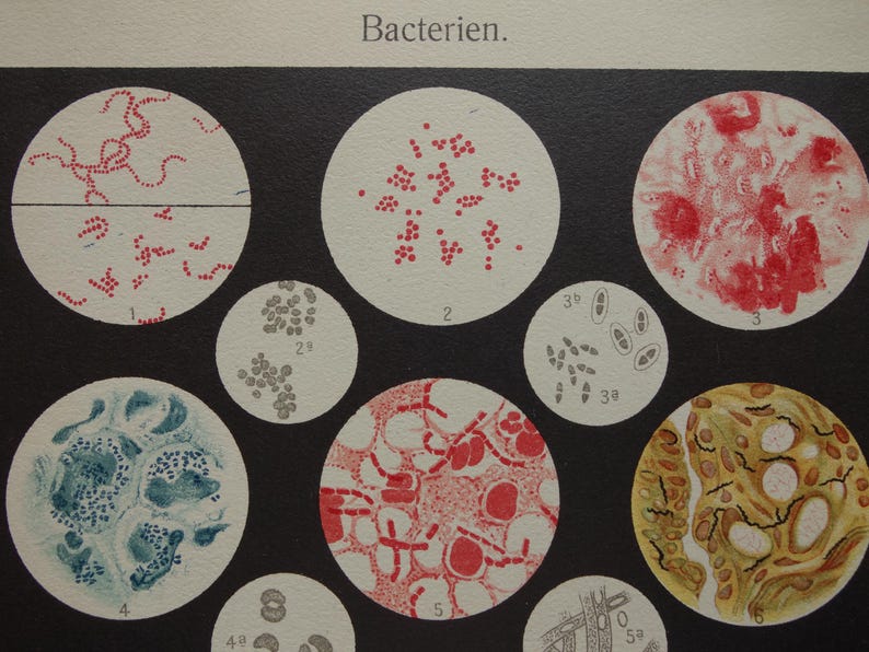 Old Pictures of Bacteria Virus Bacils 1925 Small Antique Dutch Print ...