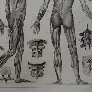 1849 Antique ANATOMY Print Original Old Anatomical Illustration Vintage ...