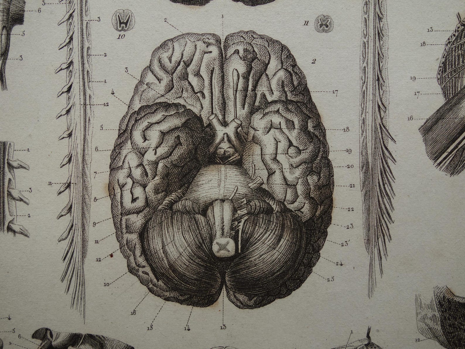 BRAIN Old Print 1849 Antique Anatomy Poster Vintage Pictures of Nervous ...