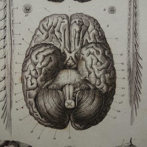 BRAIN Old Print 1849 Antique Anatomy Poster Vintage Pictures of Nervous ...