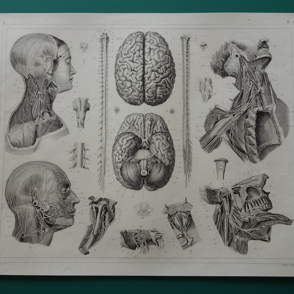 Spine and Nerve - Etsy