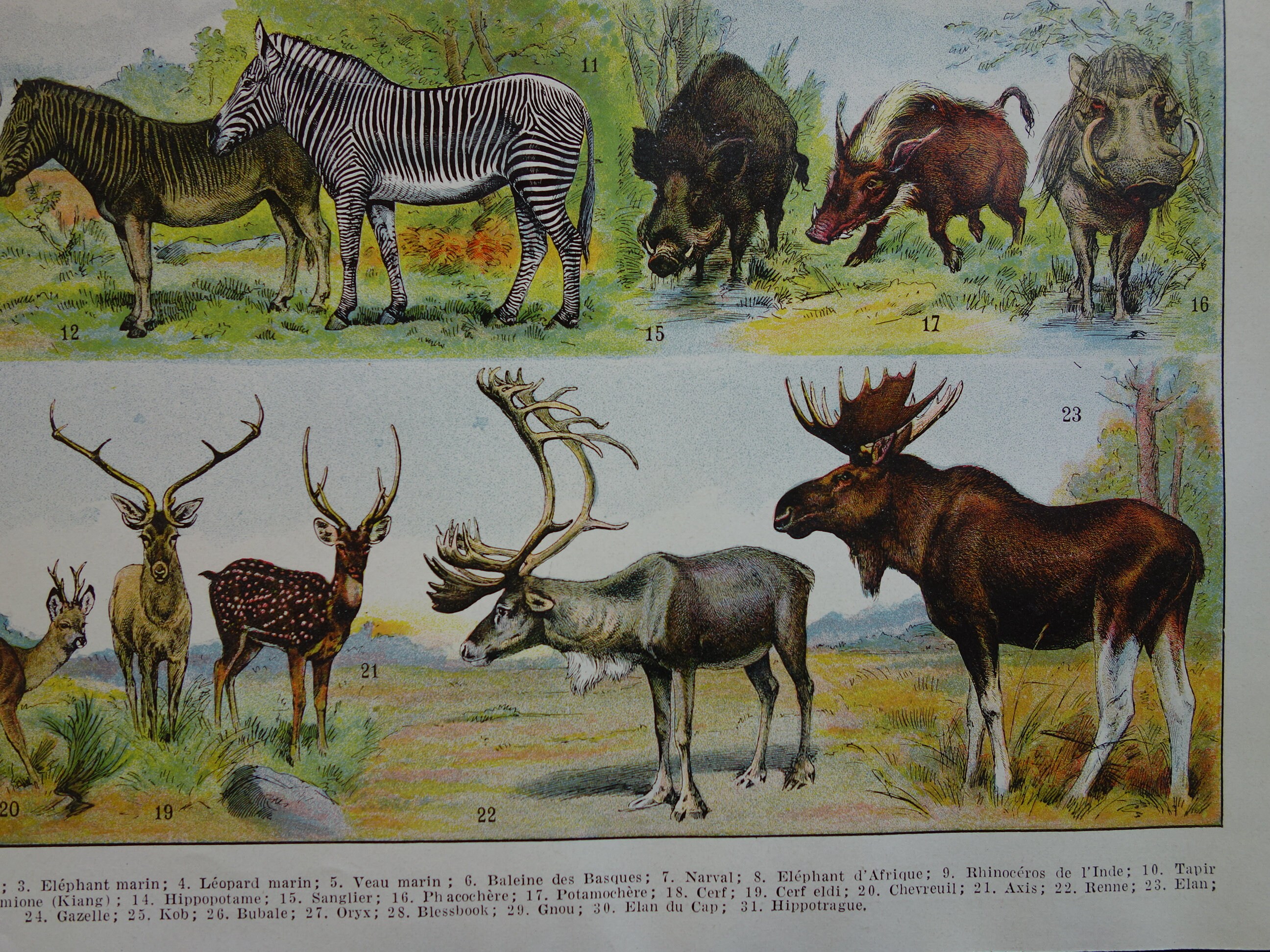 Old Animal Wildlife Print Pictures of Elephant Rhino Lion - Etsy