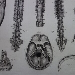 SPINE Antique Anatomy Print - 1849 Original Old Anatomical Poster With ...