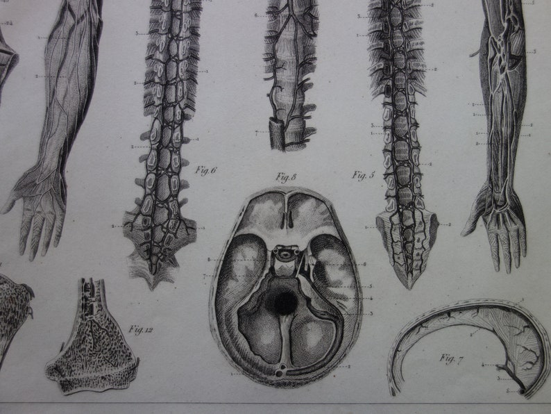 SPINE Antique Anatomy Print 1849 Original Old Anatomical - Etsy