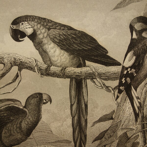 Blue and White Pie Bird - Etsy