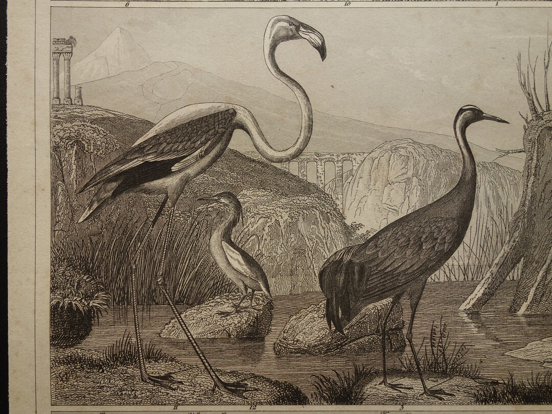 Old Bird Print of Stork Flamingo 1849 Antique Birds Prints - Etsy