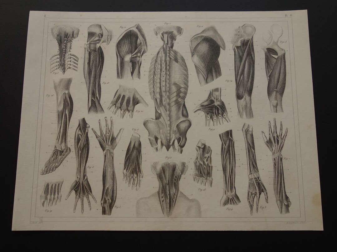 Antique Anatomy Print 170 Years Old Anatomical Poster With Vintage ...