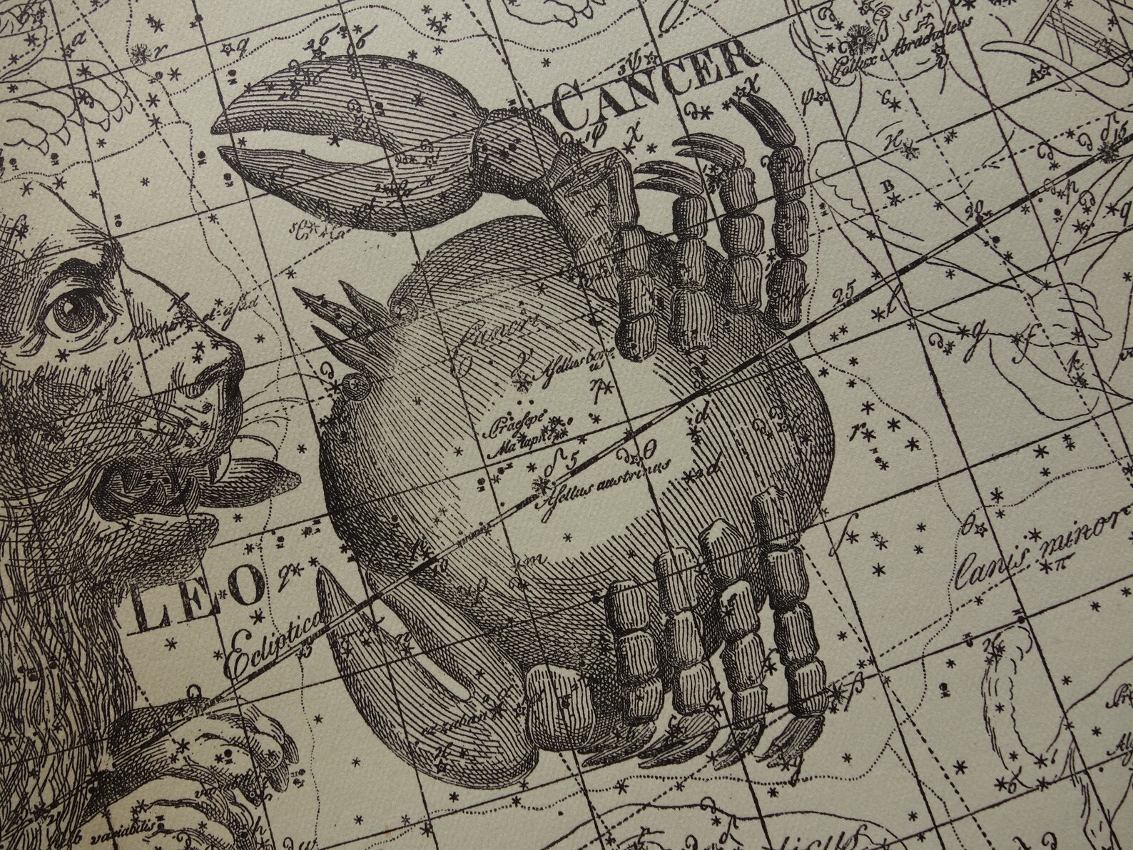 ASTROLOGY Antique Print Old Star Chart Vintage Astronomy Poster of Leo ...