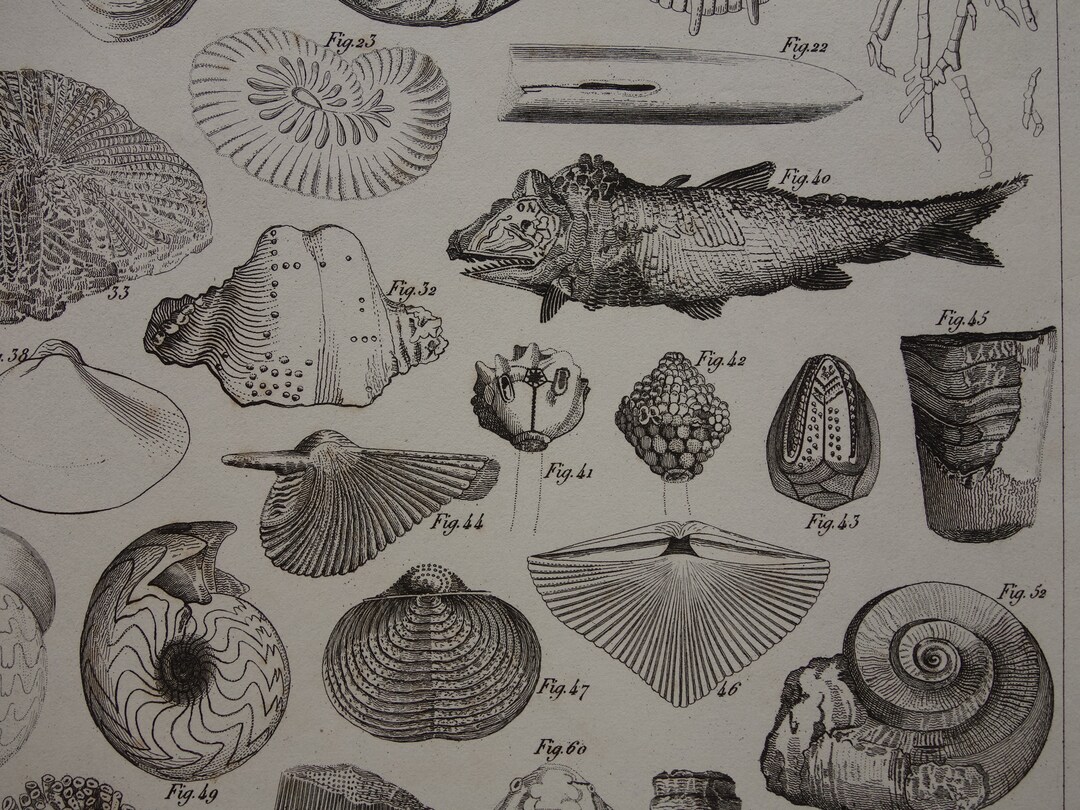 SHELLS Original 175+ Year Old Fossils Print - Lovely 1849 Poster With ...