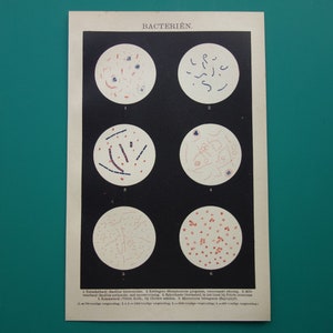 Old Pictures of Bacteria Virus Bacils 1905 Antique Dutch Medicine Print ...